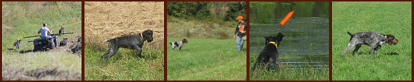 training-bottom-training » Schwarzwald Kennels